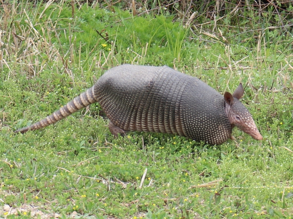 Nine-banded Armadillo from Alligator island pier, Gulf Shores, AL 36561 ...