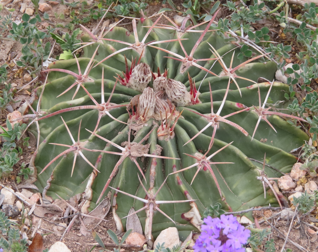 Horse Crippler Cactus from Kimble, Texas, United States on March 24 ...