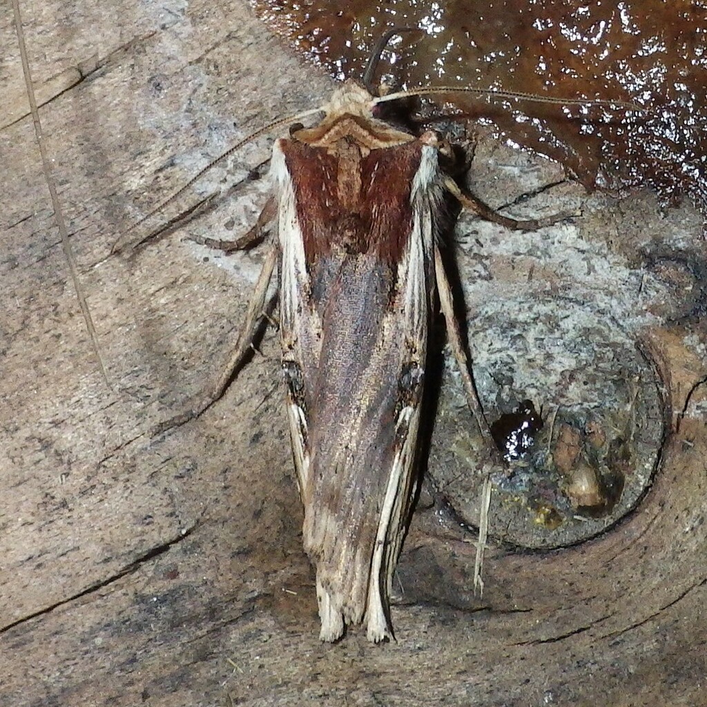 Dot-and-Dash Swordgrass Moth from Fitzgerald Rd, Burdett, NY 14818, USA ...