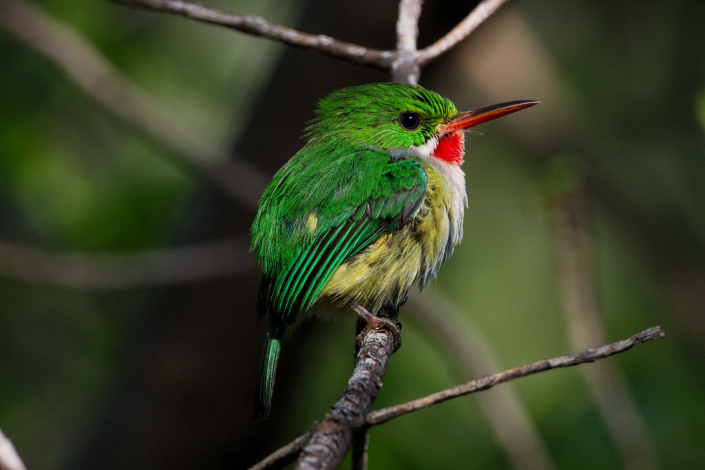 Puerto Rican Tody from Carenero, Guánica 00653, Puerto Rico on March 23 ...