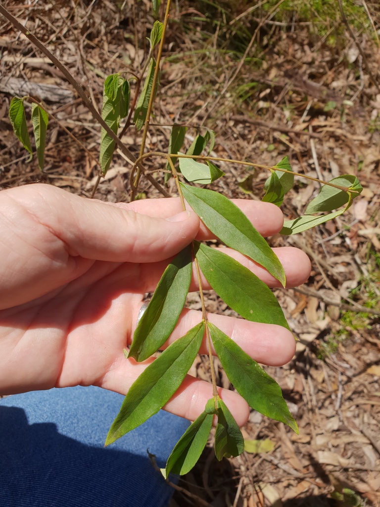 Bootlace Plant in September 2018 by PeterCopping · iNaturalist
