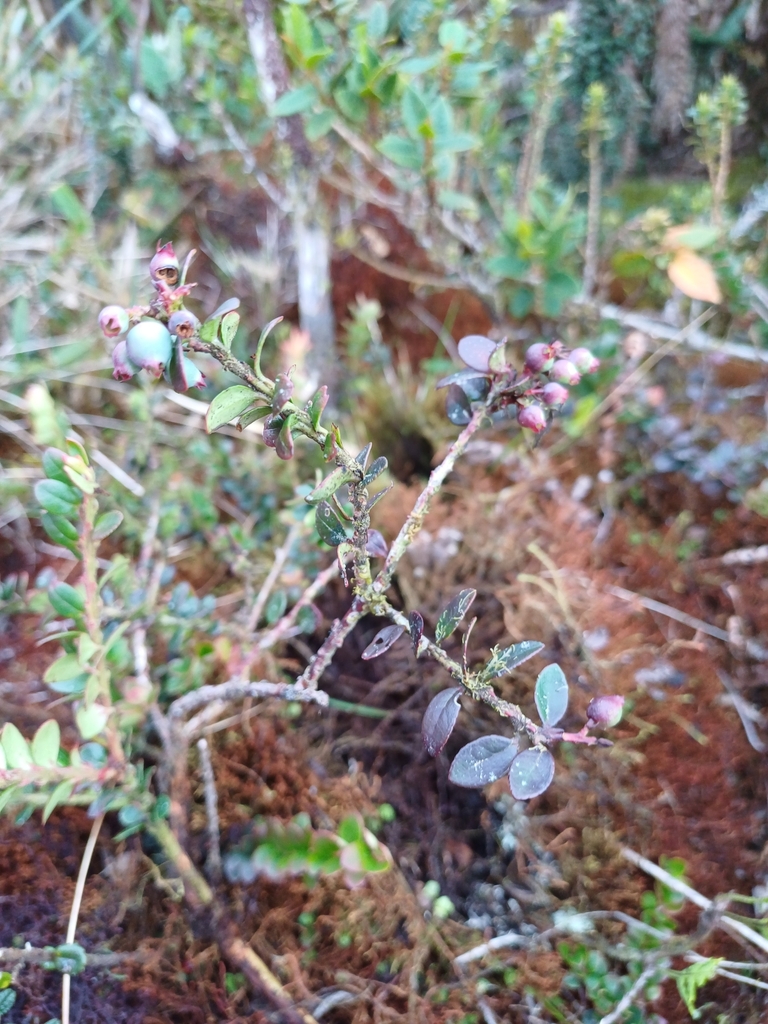 Andean blueberry from Gualaceo, EC-AZ, EC on March 25, 2024 at 03:43 PM ...