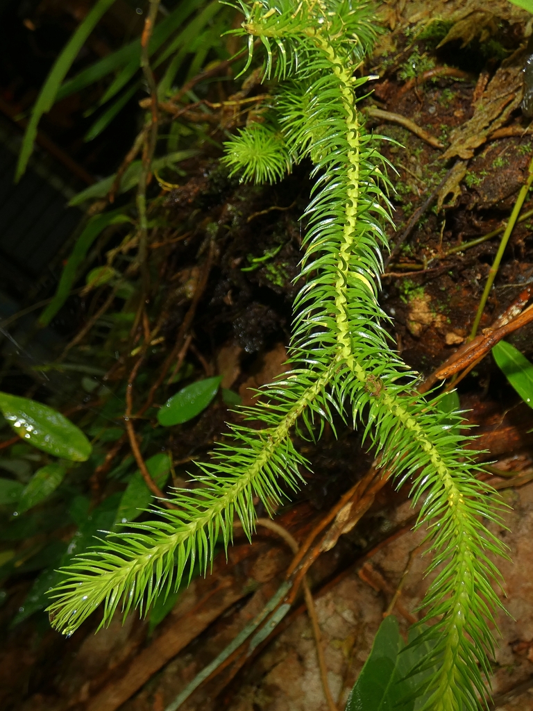 (Phlegmariurus squarrosus) - Botanical Realm