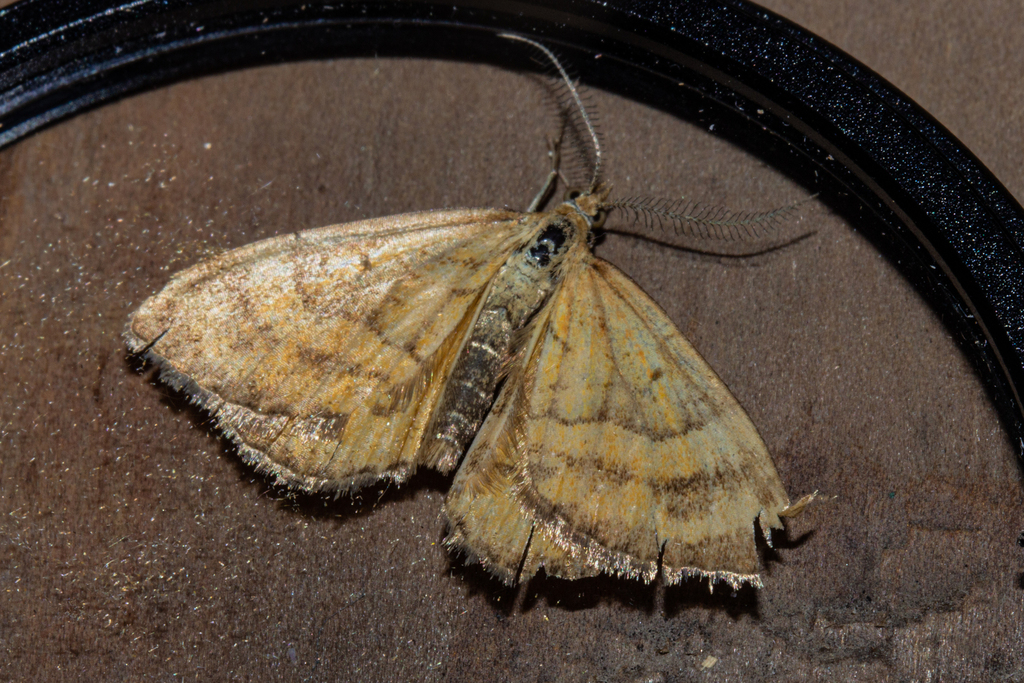 Asaphodes abrogata from Staveley 7771, New Zealand on March 20, 2024 at ...
