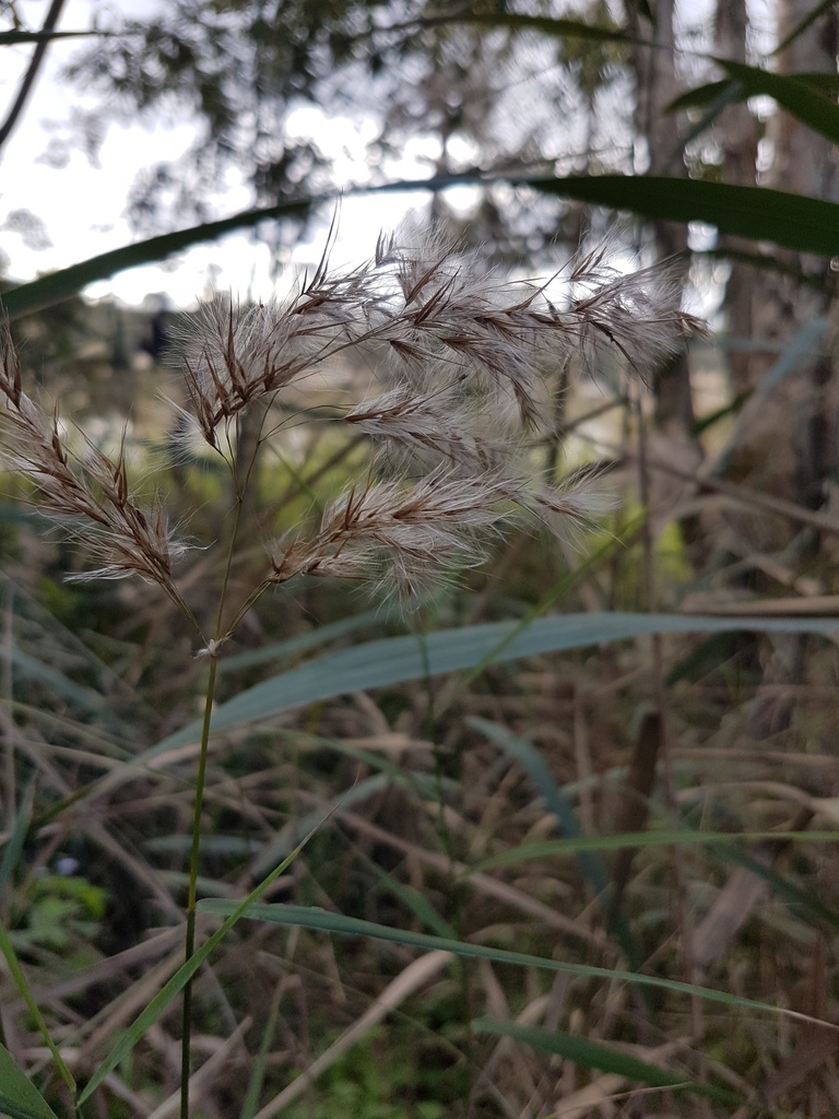 common reed from Brisbane QLD, Australia on July 12, 2017 at 02:11 PM ...