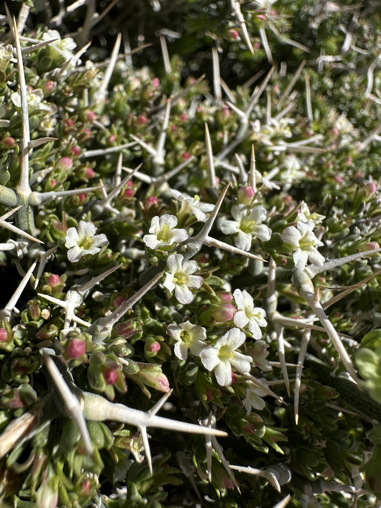 Spiny Menodora from Pahrump, NV, USA on March 1, 2024 at 12:02 PM by ...