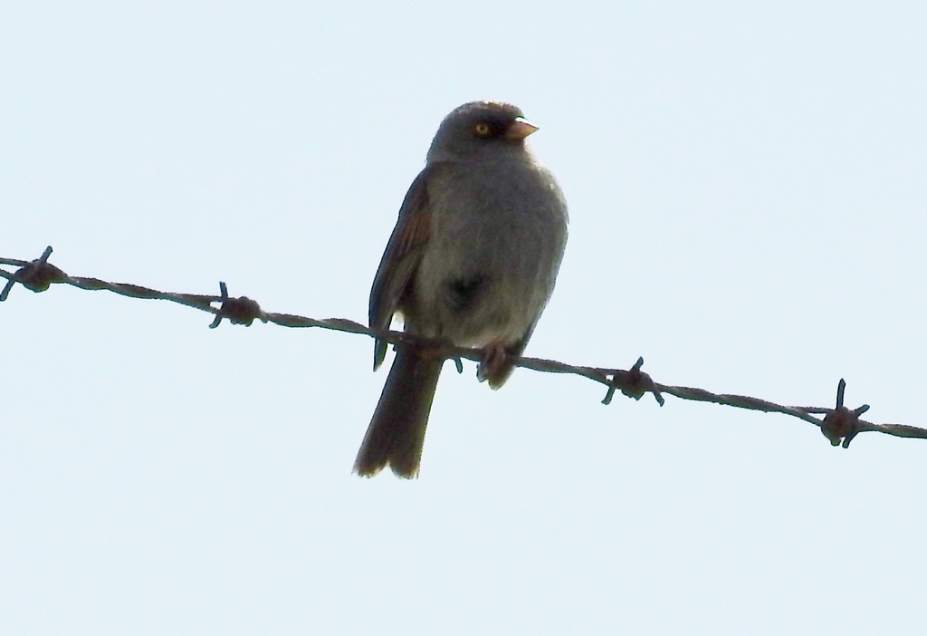 Volcano Junco from San José Province, Pérez Zeledón, Costa Rica on ...