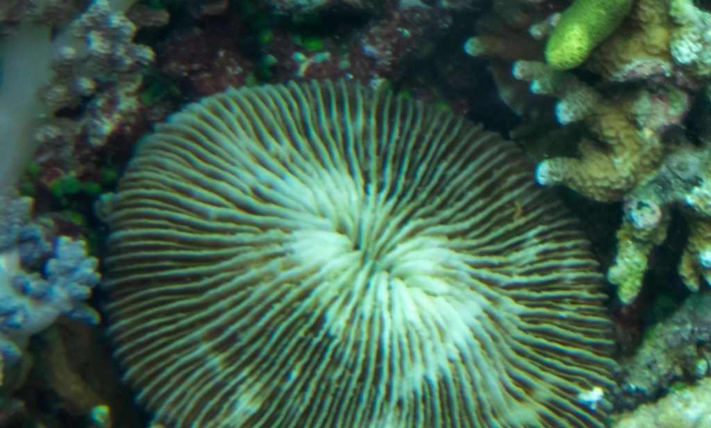 Lithophyllon from Anchor Wreck, Menjangan, Bali, Indonesia on March 25 ...