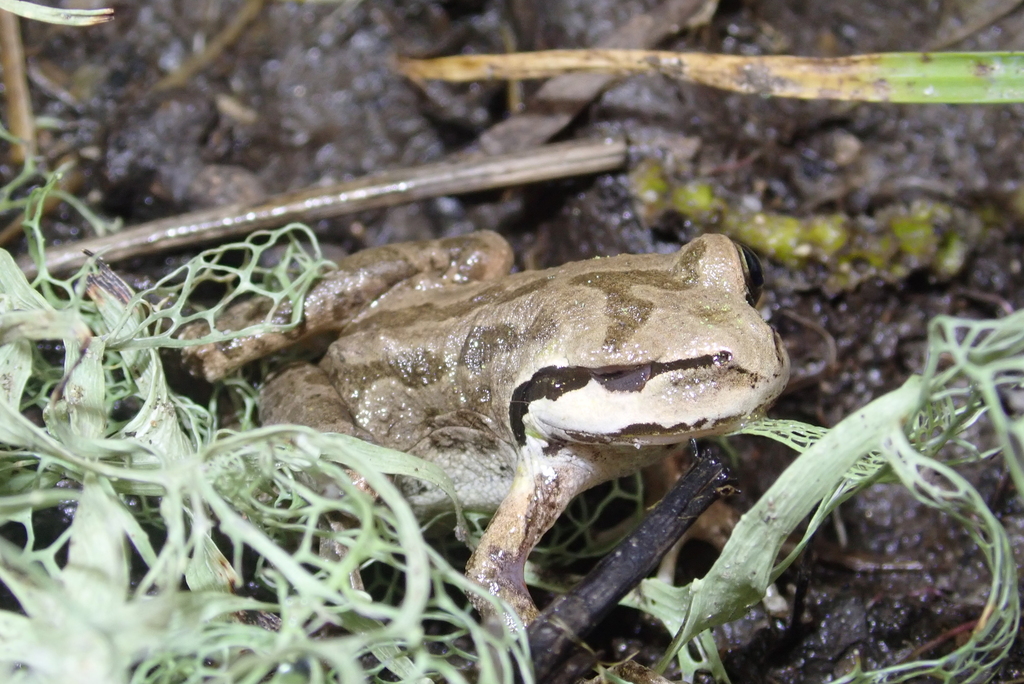 Pacific chorus frog from Monterey County, CA, USA on March 25, 2024 at ...