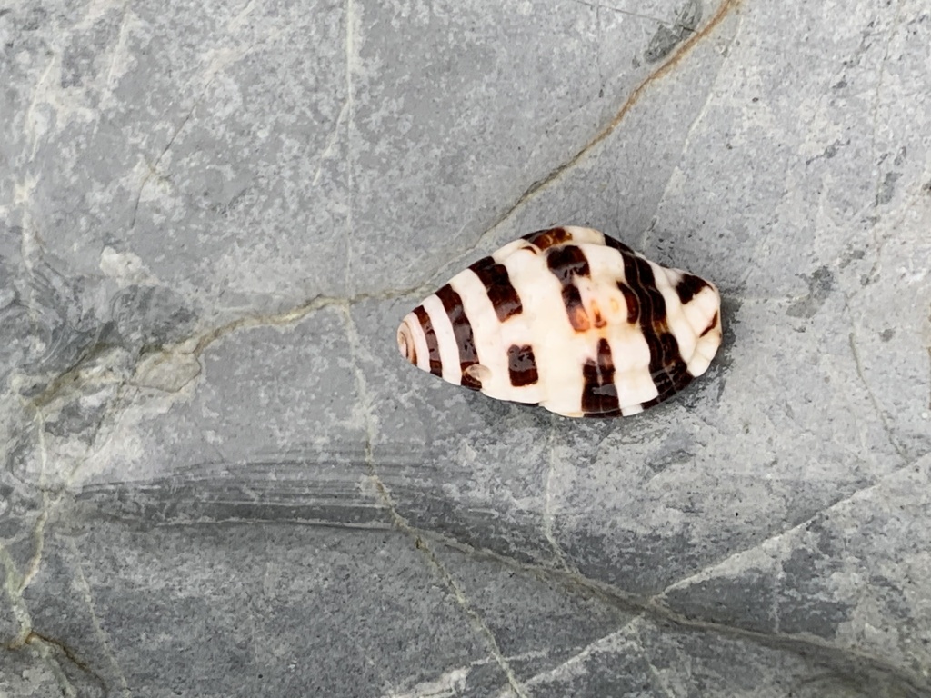 Engina zonalis from Minnie Water, NSW, AU on March 26, 2024 at 08:19 AM ...