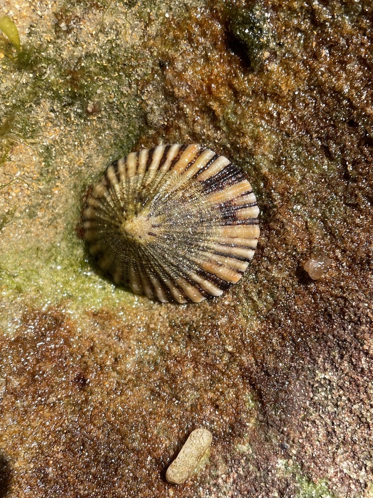 Variegated limpet in March 2024 by Pintsen JIN · iNaturalist