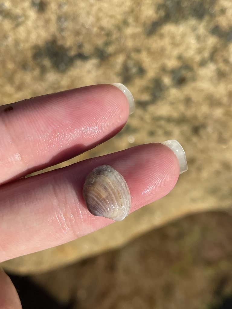Boring Venus Shell in March 2024 by Pintsen JIN · iNaturalist