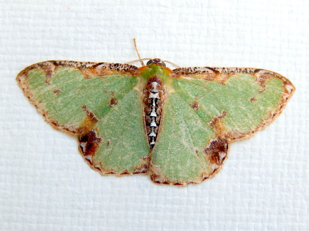 Eucyclodes buprestaria from Sydney NSW, Australia on March 26, 2024 at ...