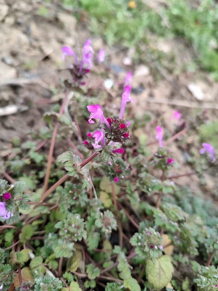 henbit deadnettle from Pullman, WA 99163, USA on March 23, 2024 at 04: ...