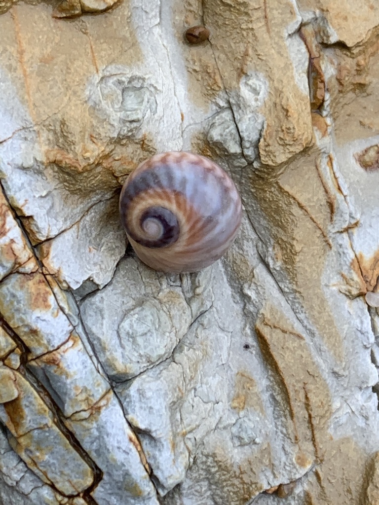 Spotted Sand Shell from Minnie Water, NSW, AU on March 26, 2024 at 09: ...