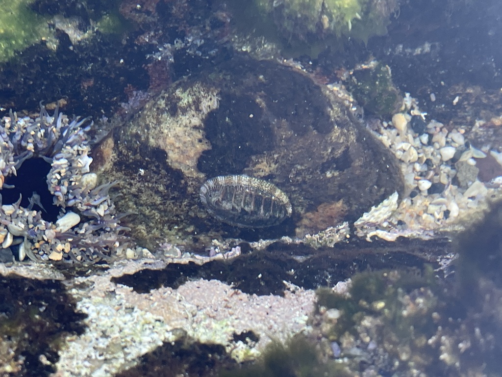 Snakeskin Chiton from Cabbage Tree Bay, 曼利, NSW, AU on March 26, 2024 ...