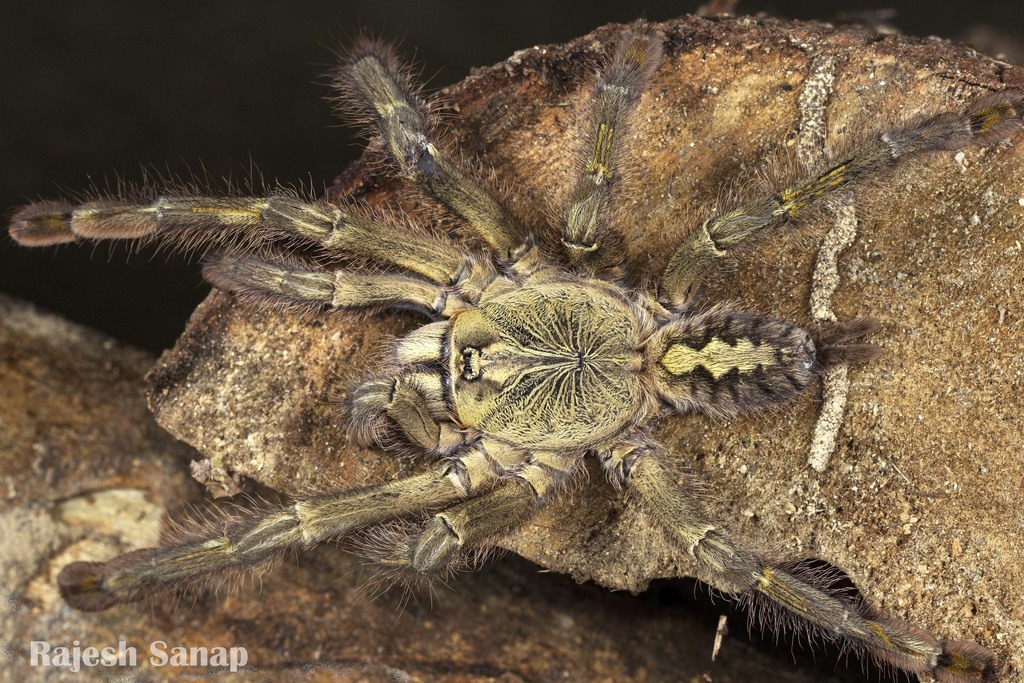 redslate ornamental tarantula in December 2013 by Rajesh Sanap ...
