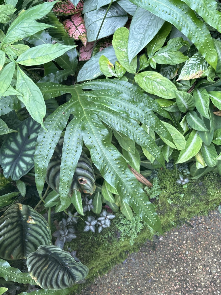 Musk Fern from Flecker Botanic Gardens, Edge Hill, QLD, AU on March 26 ...