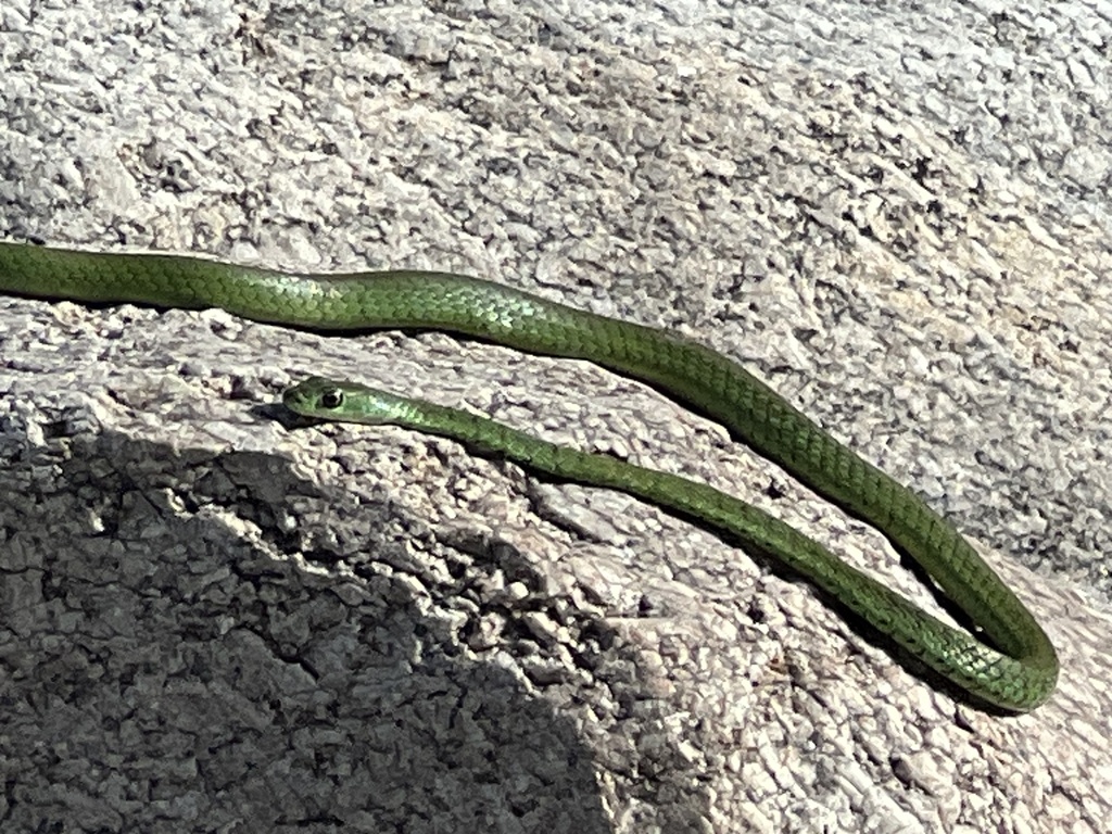 Colubrine Snakes from Ngorongoro Conservation Area, Ngorongoro, TZ on ...