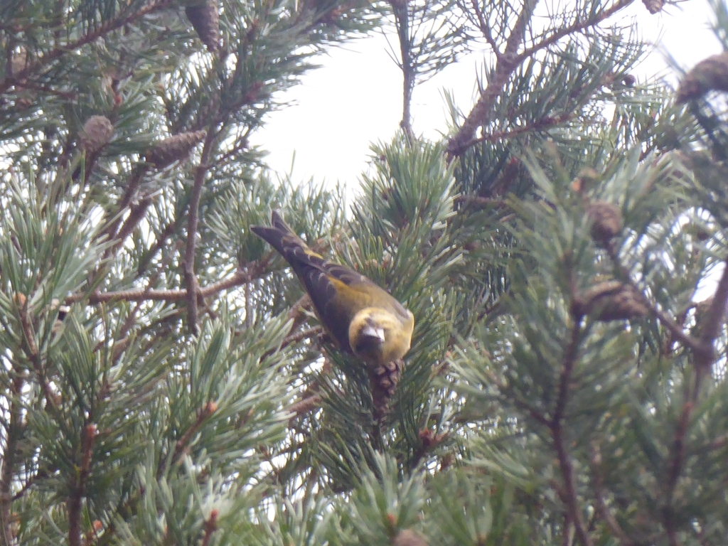 Crossbills from Aviemore PH22 1QT, UK on March 25, 2024 at 12:57 PM by ...