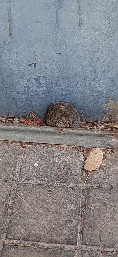 Brown Rat from San Blas-Santo Domingo, Alicante (Alacant), Alicante ...