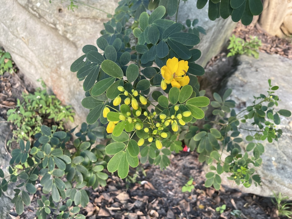 Easter Cassia from Marine Pde, 曼利, NSW, AU on March 26, 2024 at 06:43 ...