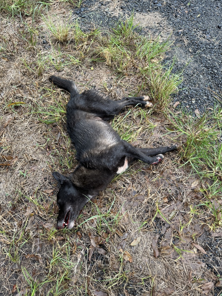 Domestic Dog from Uralba Rd, Lynwood, NSW, AU on March 26, 2024 at 08: ...