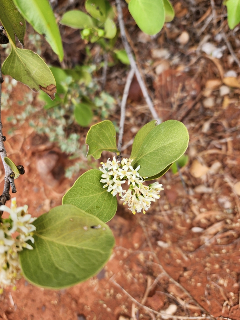 Psydrax latifolia from Kumarina WA 6642, Australia on March 19, 2024 at ...