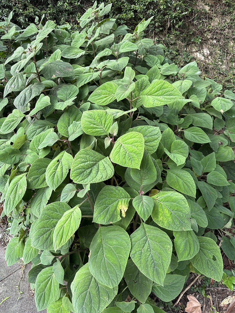 dicots from Sydney NSW, Australia on March 26, 2024 at 08:12 PM by ...