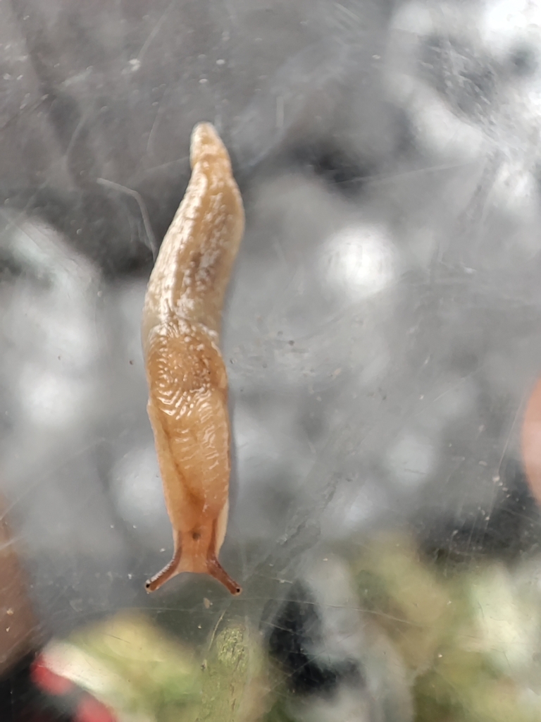 Striped Greenhouse Slug from בבלי, תל אביב-יפו, ישראל on March 26, 2024 ...