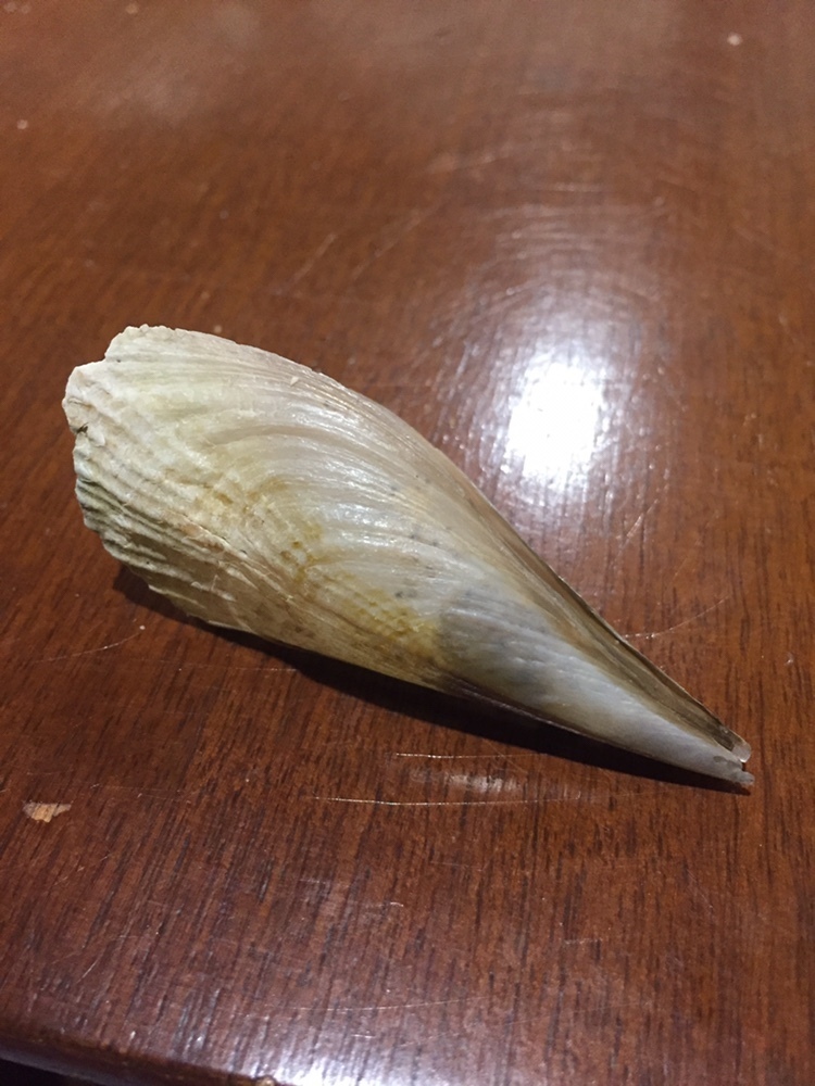 Pinna from Minnie Water, NSW, AU on March 26, 2024 at 11:50 AM by ...