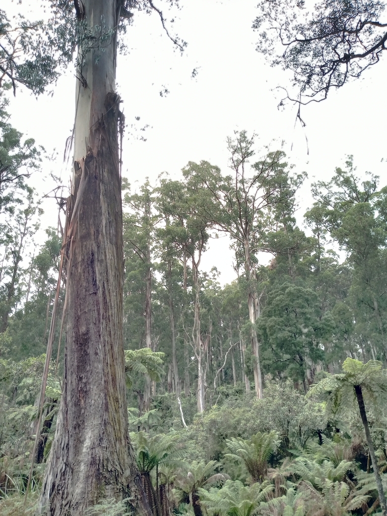 Australian Mountain Ash from Kallista VIC 3791, Australia on March 26 ...