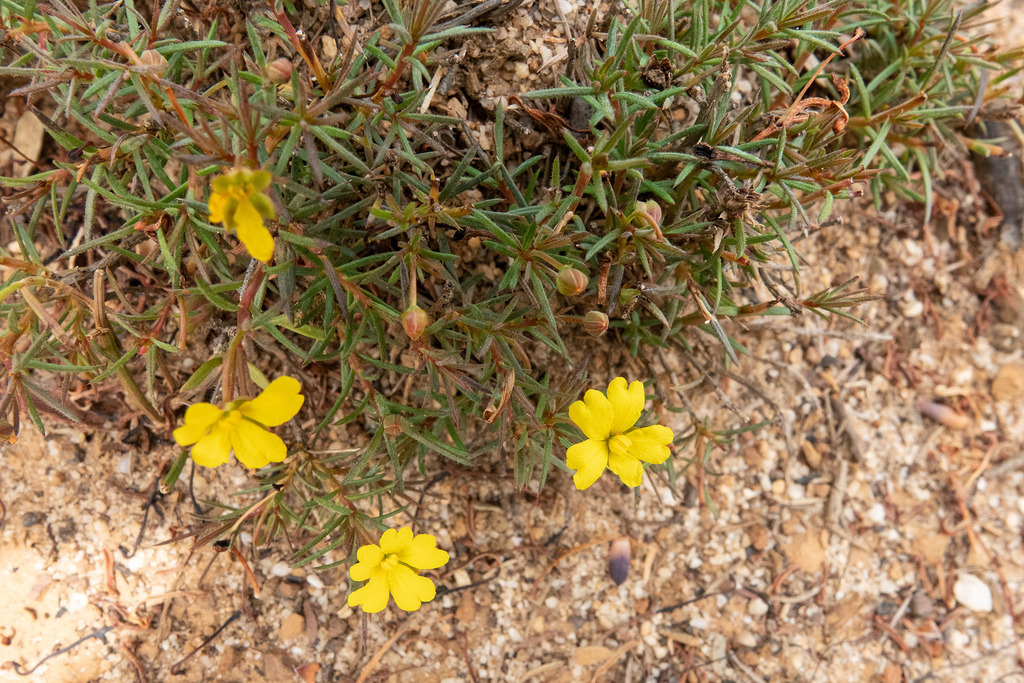 Hibbertia callida from Fitzgerald River National Park WA 6346 ...