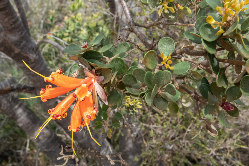 Chittick from Fitzgerald River National Park WA 6346, Australia on ...