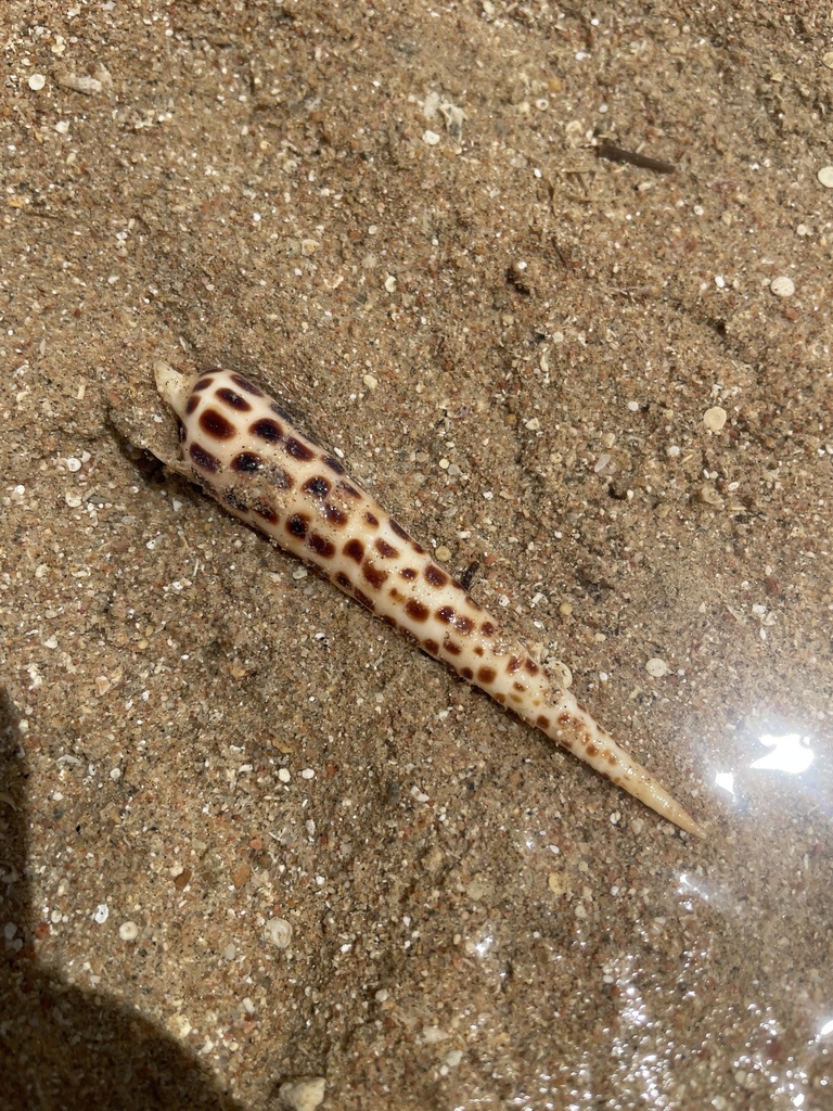 Terebra consobrina from Enterprise Passage, Sinaí Sur, EG on March 26 ...