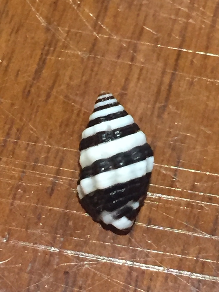 Engina zonalis from Yuraygir National Park, Diggers Camp, NSW, AU on ...