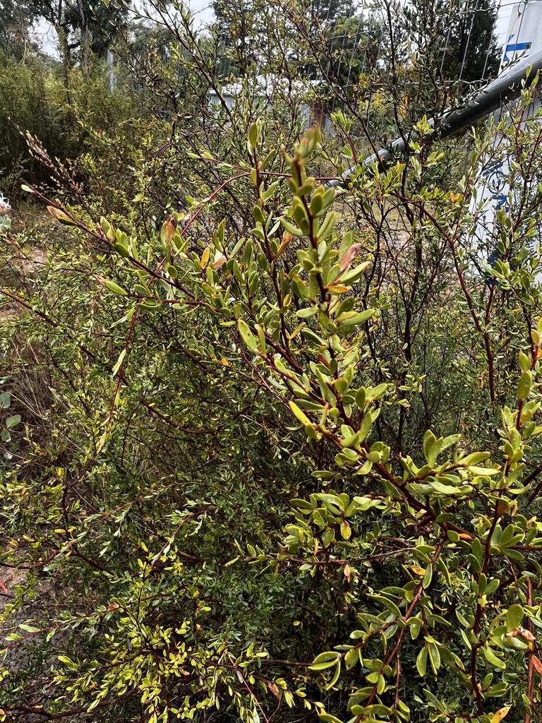 Something from Ballandean St, Jennings, NSW, AU on March 26, 2024 at 05 ...