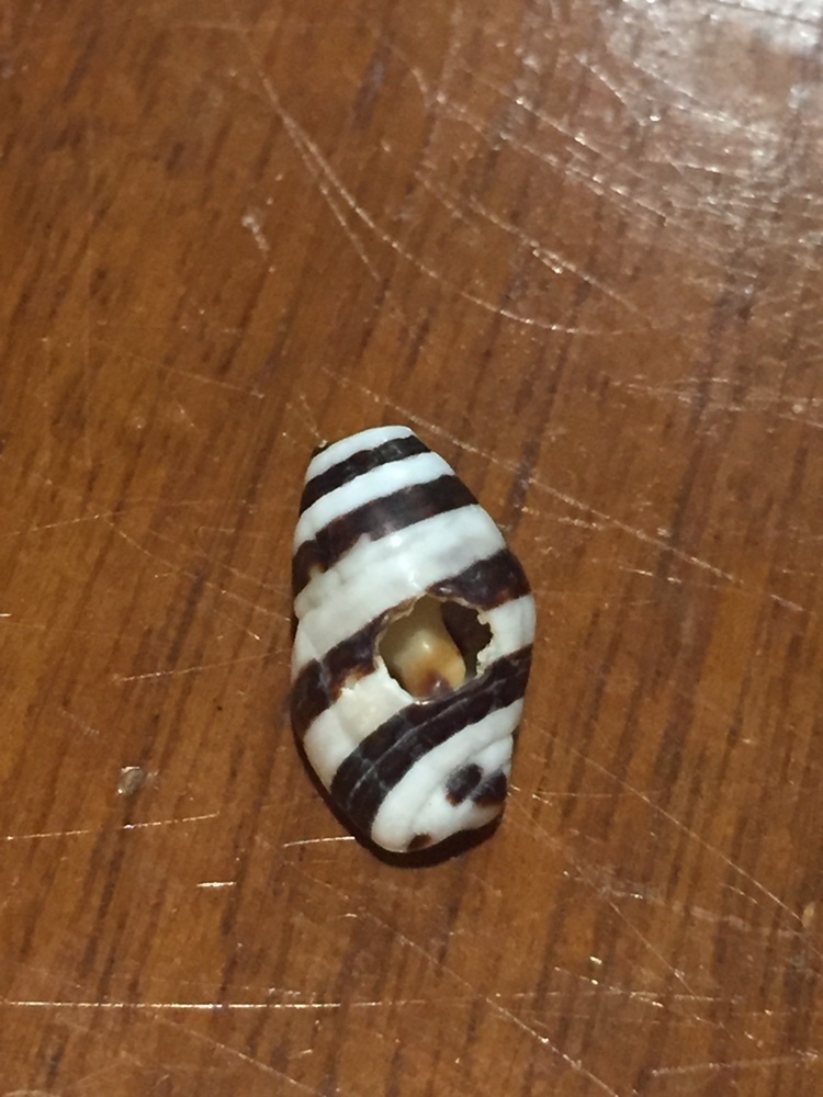 Engina zonalis from South Pacific Ocean, Diggers Camp, NSW, AU on March ...