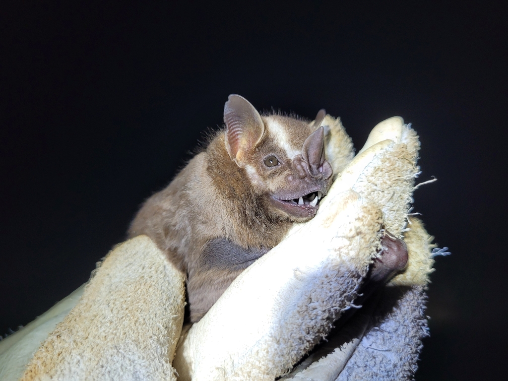 Great Fruit-eating Bat from Anahy, PR, 85423-000, Brasil on November 7 ...