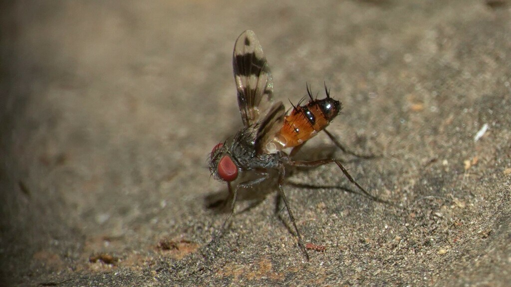 Bot Flies, Blow Flies, and Allies from Nagla on March 19, 2024 at 10:53 ...