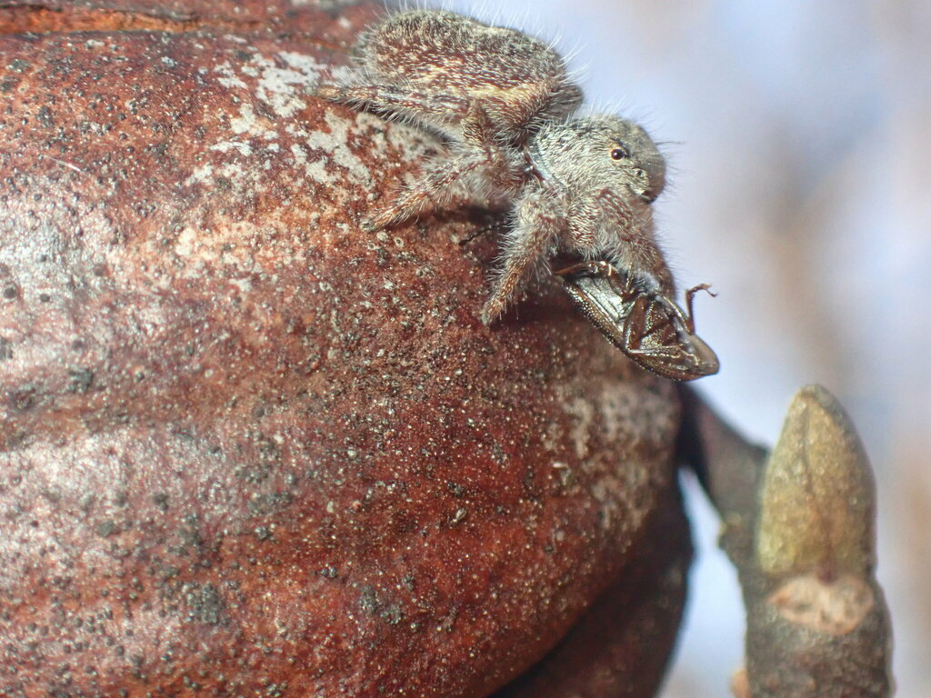 Beetles in February 2024 by Caleb Wardlaw. prey of spider · iNaturalist