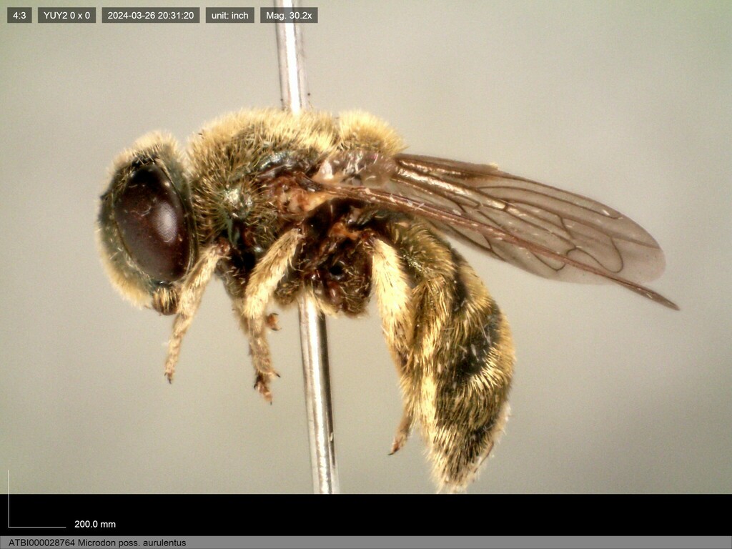 Golden-haired Ant Fly from Abrams Creek springs on June 16, 2002 at 08: ...