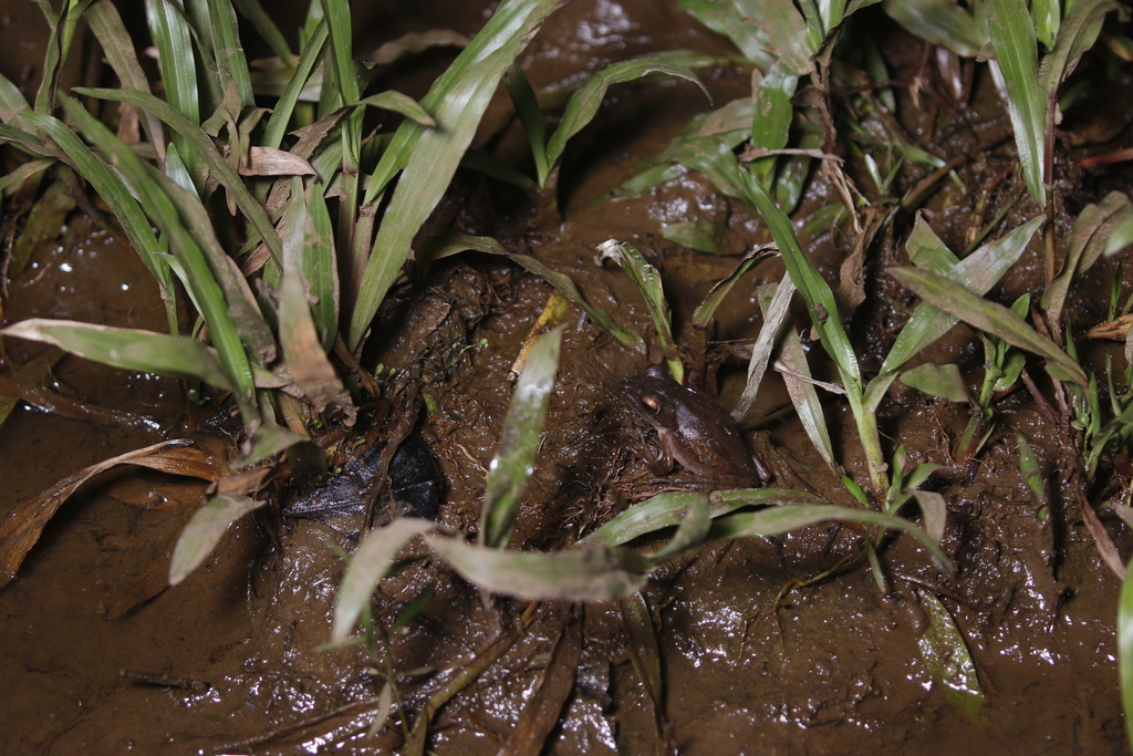 Common Southeast Asian Tree Frog from 馬來西亞砂拉越古晉 on February 14, 2024 at ...