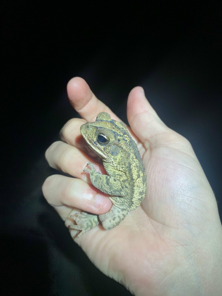 Gulf Coast Toad in March 2024 by Jacob Ketchum · iNaturalist