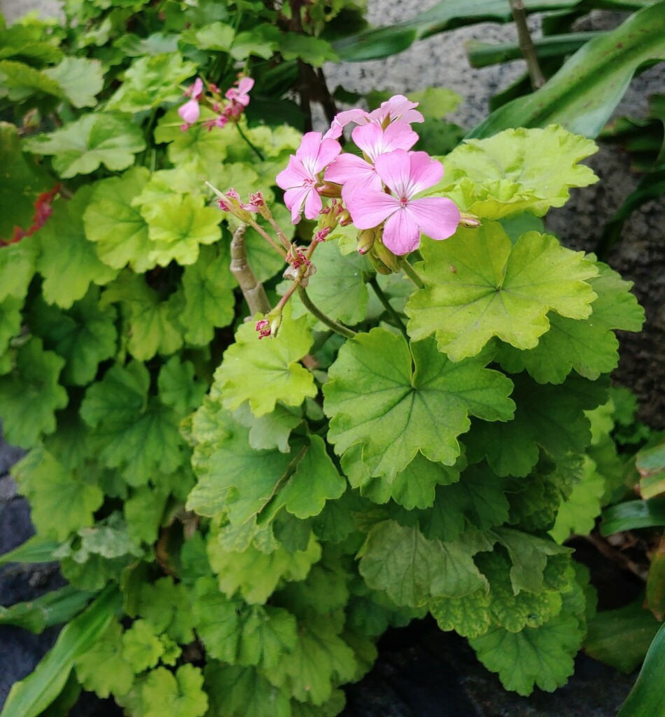 geraniums and storksbills from Historic center of Mexico City, Centro ...