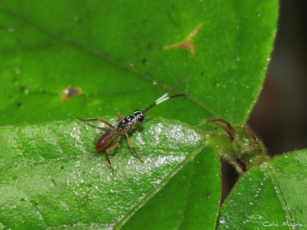 Cryptinae from Pernambuquinho, Guaramiranga - CE, 62766-000, Brazil on ...