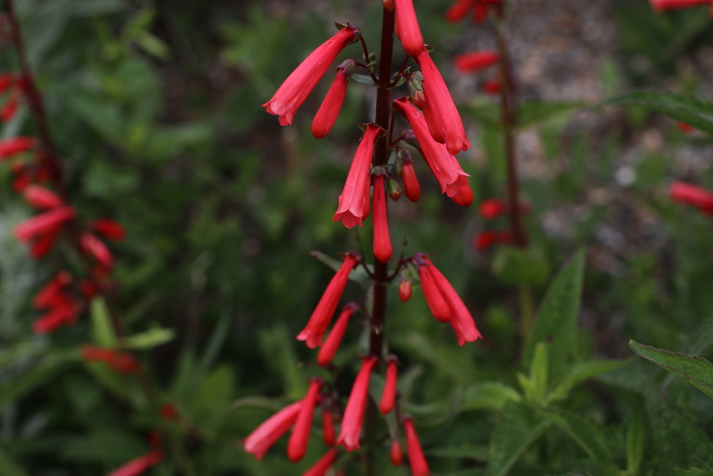 firecracker penstemon from Central Park, Denver, CO, USA on May 24 ...
