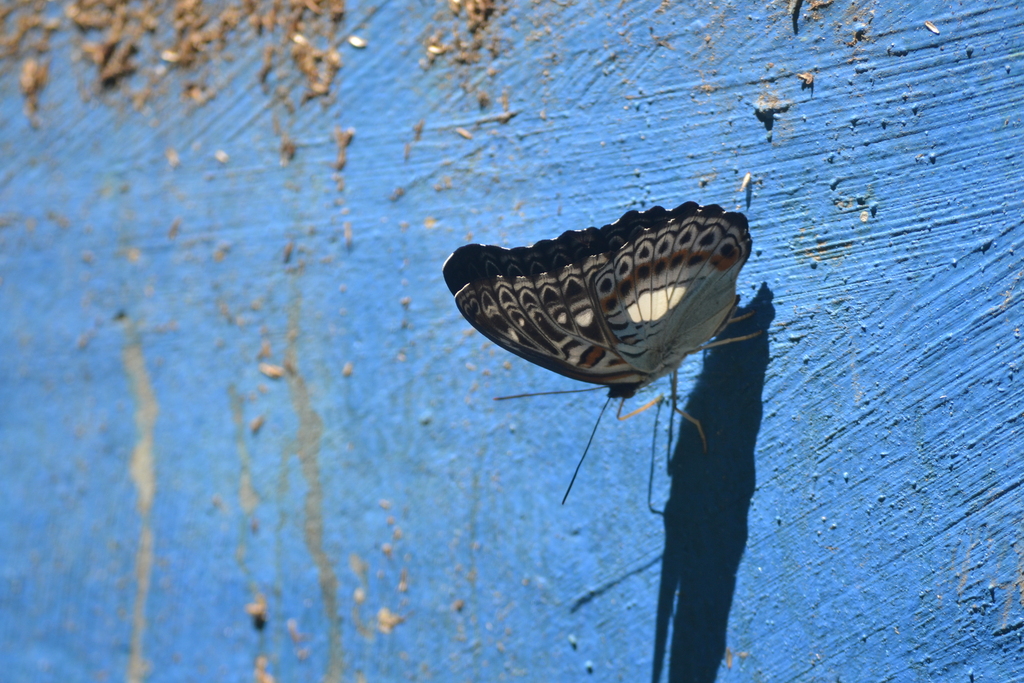 Moduza lymire in April 2023 by Nur Herjayanti · iNaturalist