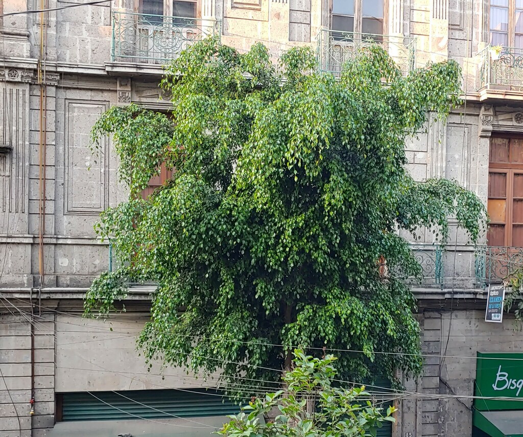 Weeping fig from Historic center of Mexico City, Centro, Mexico City ...