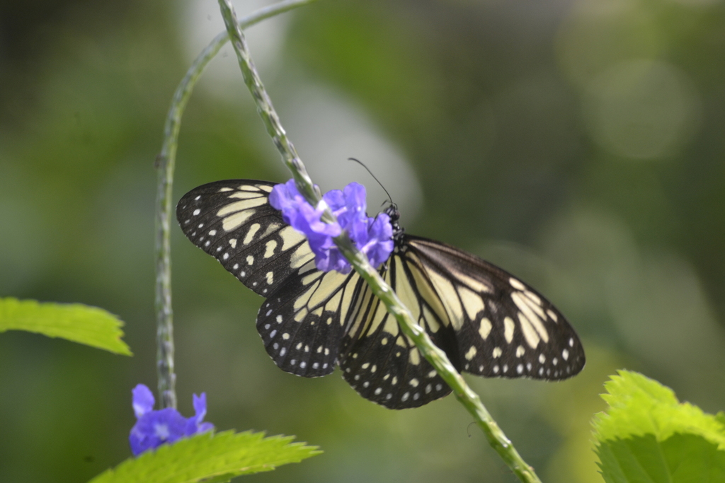 Manado Yellow Tiger from Lambara, Tanambulava, Sigi Regency, Central ...